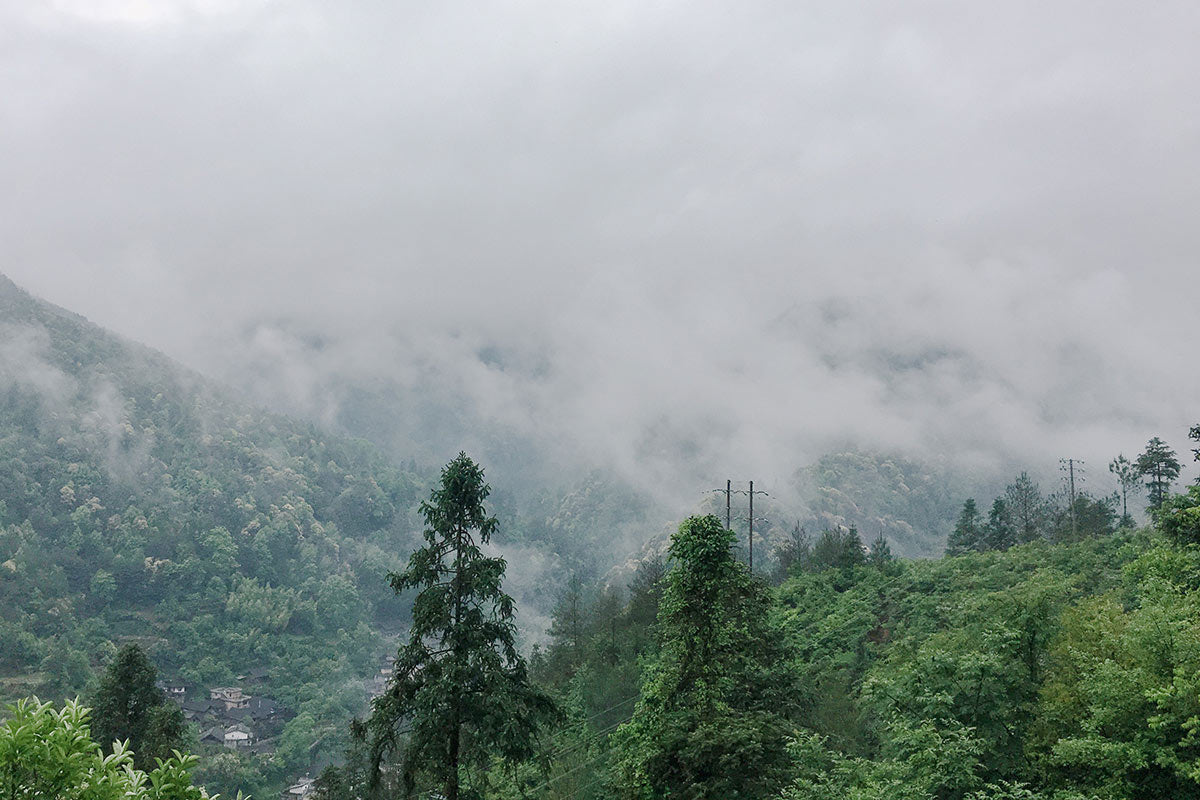 Discover the Benefits of High Mountain Tea Gardens | iTeaworld