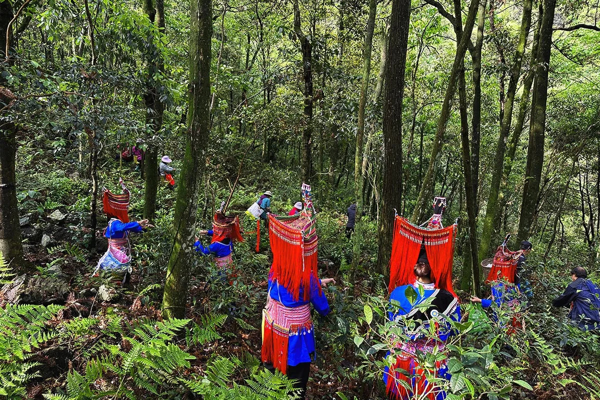 Wild Tea &Tea Farming-Everything You Need to Know | iTeaworld