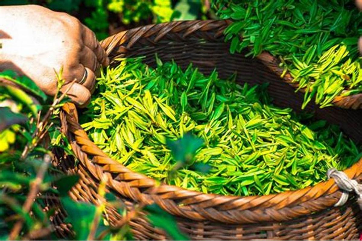 Loose Leaf Green Tea Buying Guide – iTeaworld