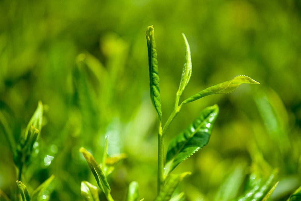 Understanding the Classification of Tea Gardens | iTeaworld