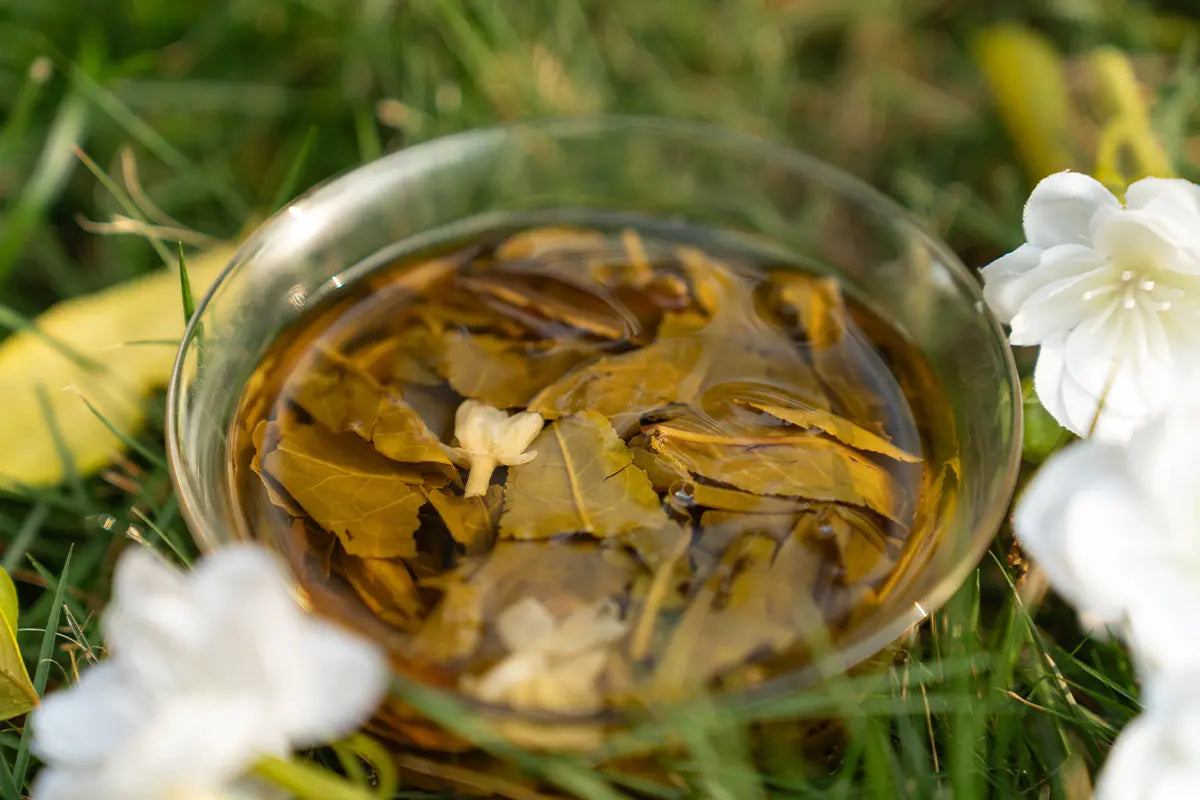 Discovering the Delights of Chinese Jasmine Tea: Facts You Need to Kno ...